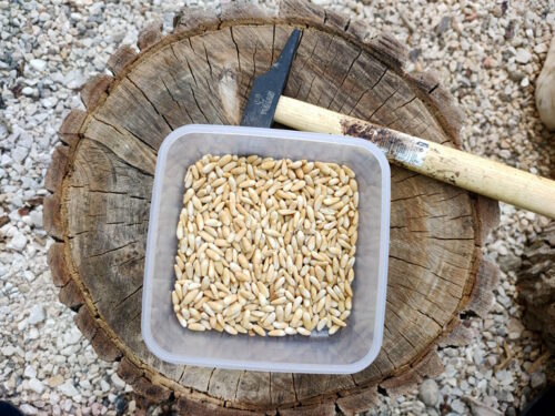 Cosas que no sabes sobre los piñones – Ana Tu Nutricionista